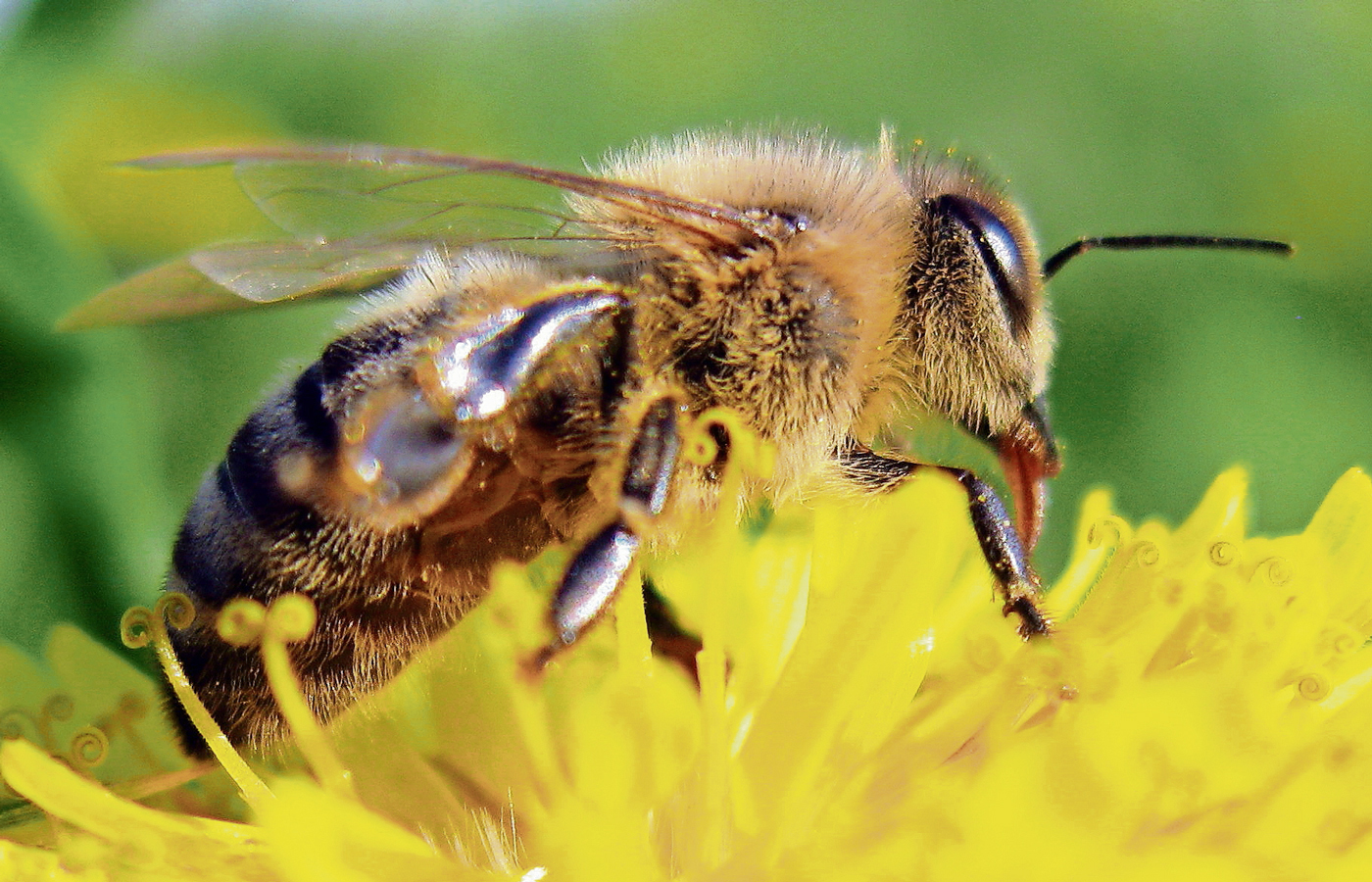 Summ summ summ – Bienchen summ herum Summ summ summ – Bienchen summ herum